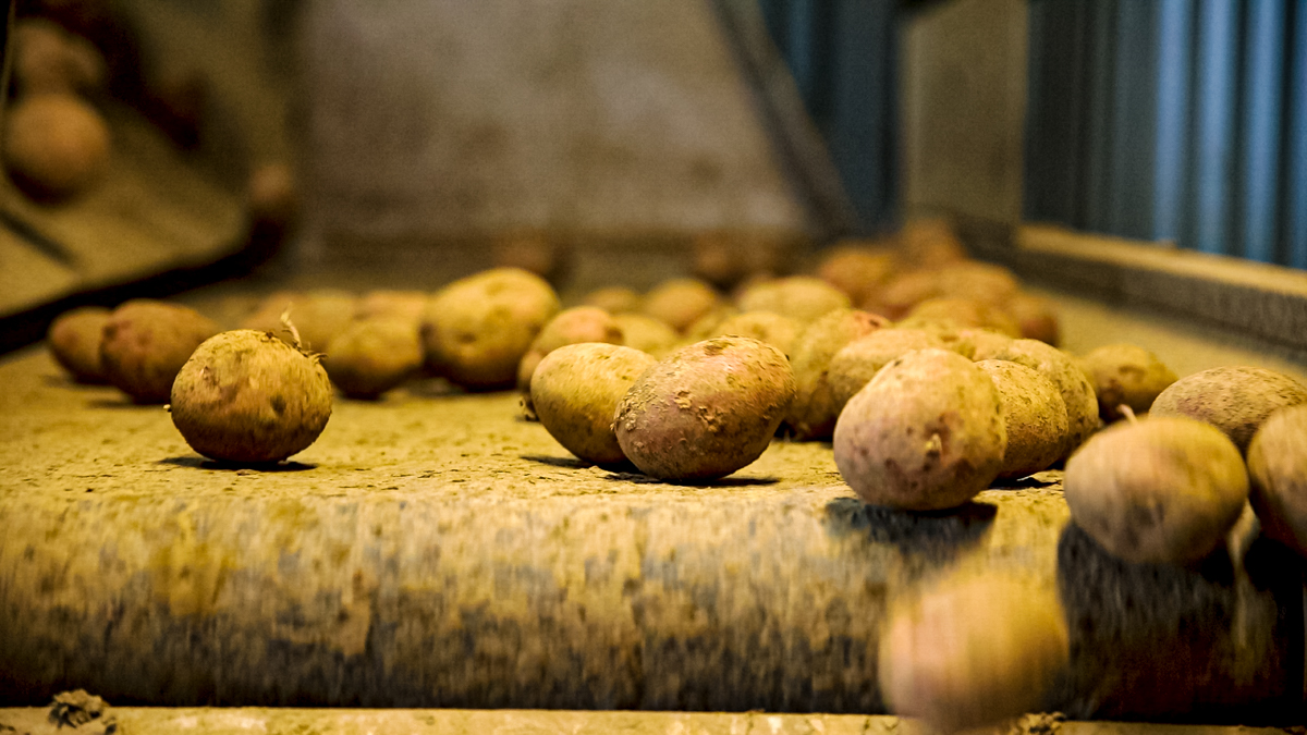 'National Potato Day: ‘The Rooster variety transformed potato farming ...