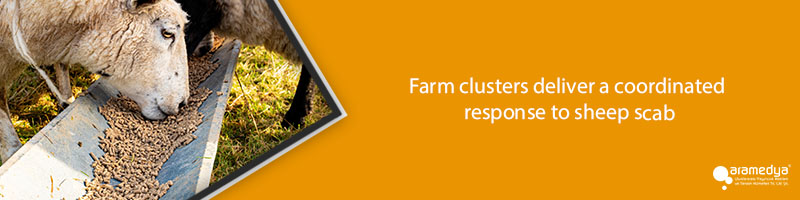 Farm clusters deliver a coordinated response to sheep scab - Agro World ...