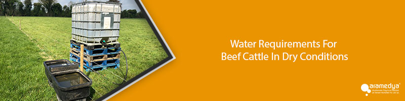 Water Requirements For Beef Cattle In Dry Conditions - Agro World Tarım ...