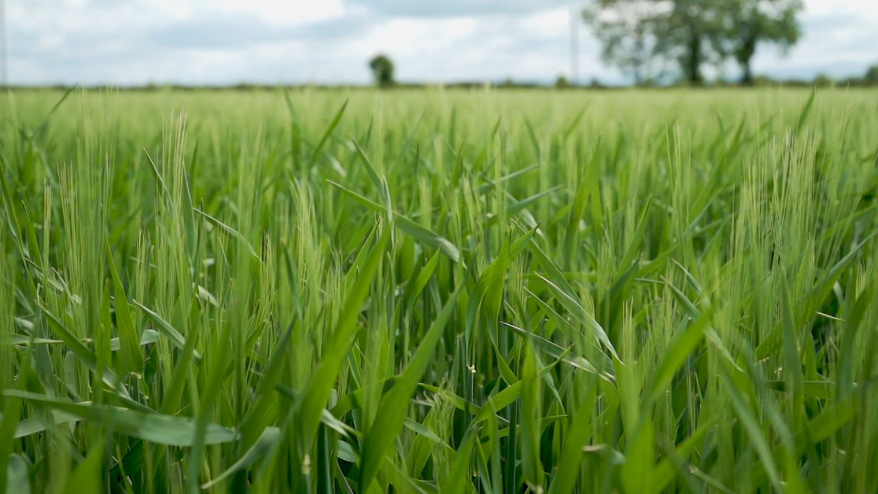 How to weigh up the pros and cons of growing winter barley - Agro World ...