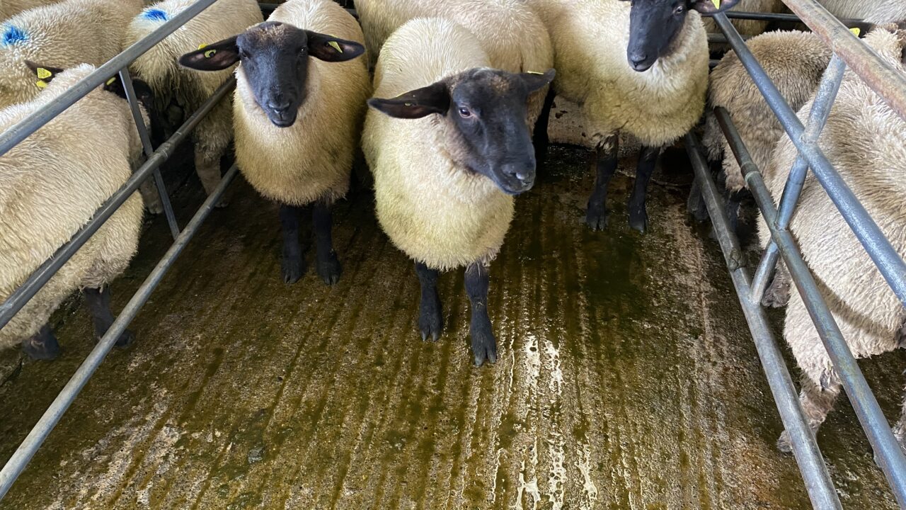 Lamb prices edge up another 10c/kg - Agro World Tarım Dünyası Dergisi