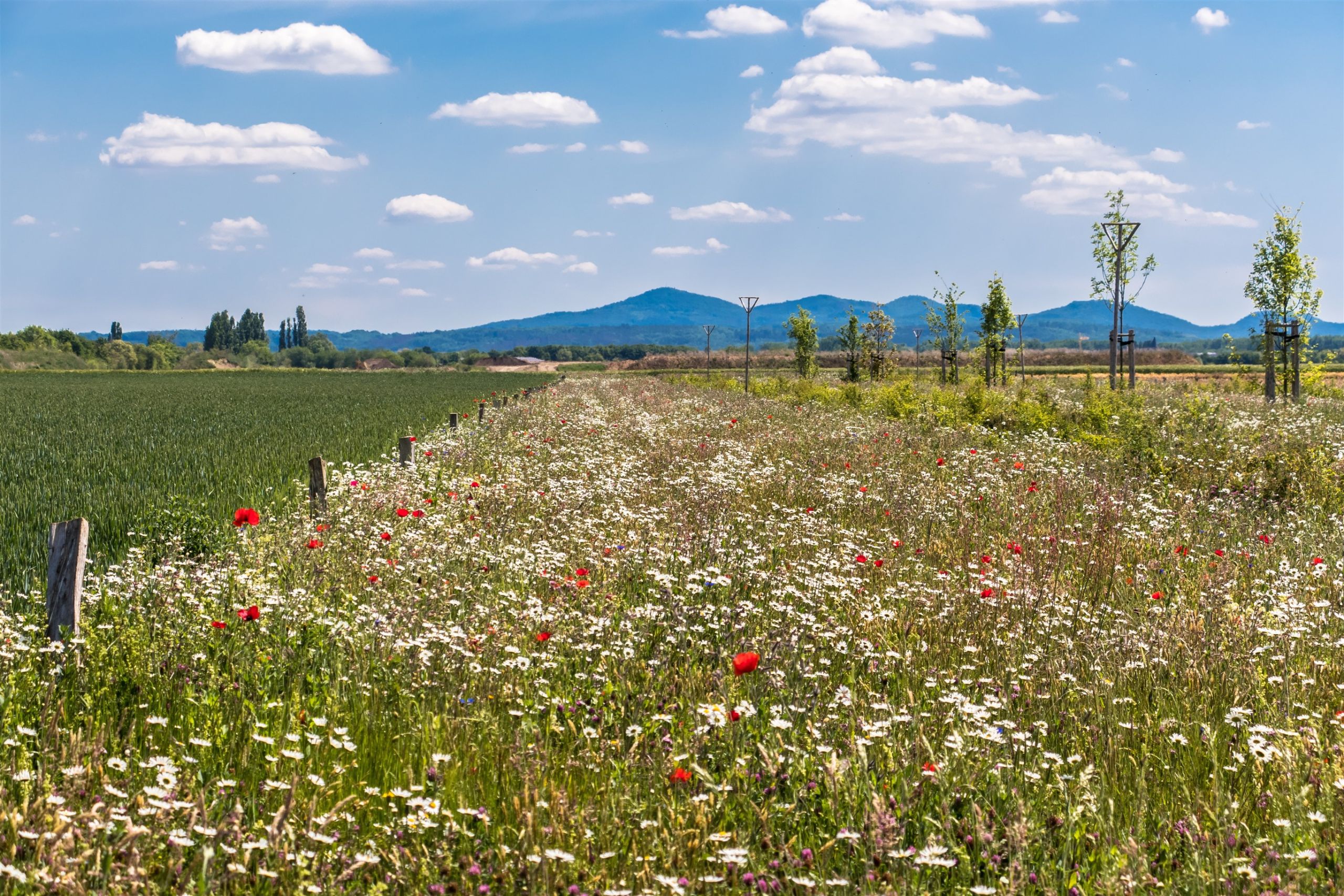 DLG opens North America representative office