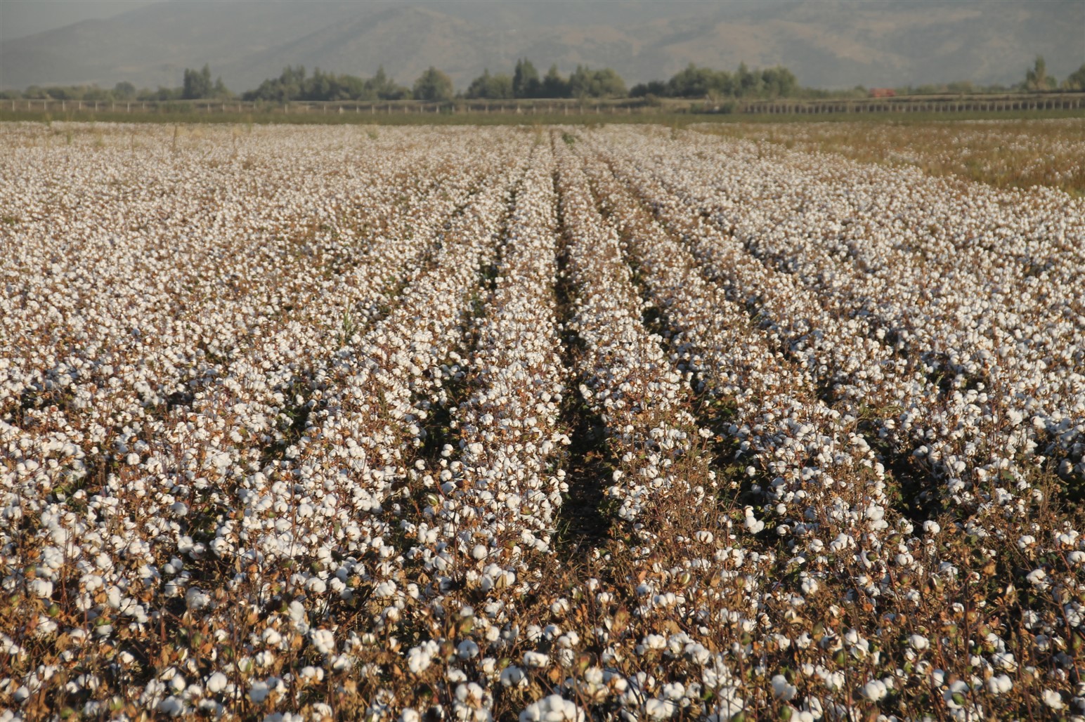 WWF-Türkiye: “Beyaz Altın” Pamukta Sürdürülebilirlik Yol Haritası