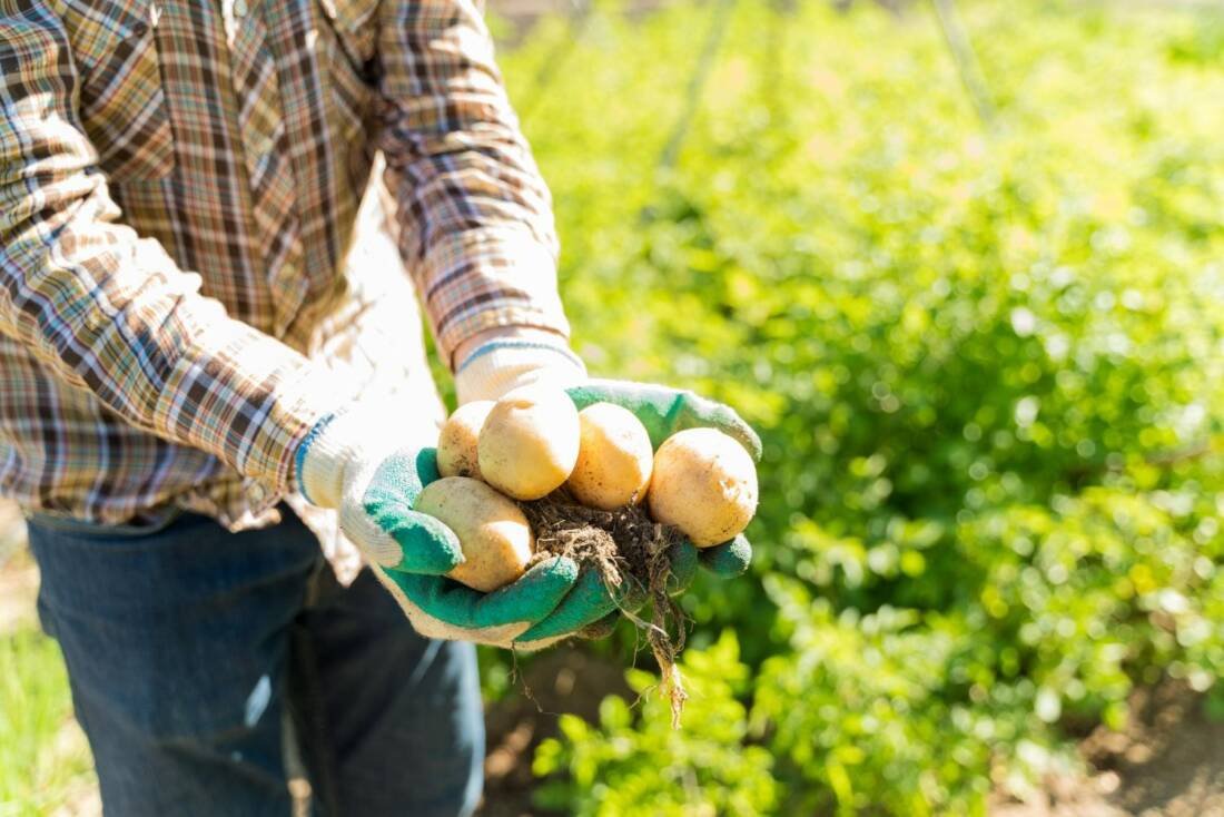 DLG launches new event: Potato Days UK