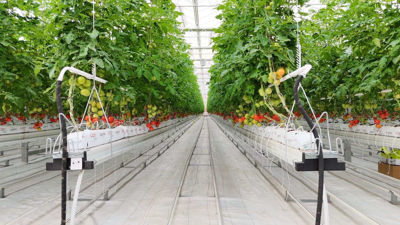 Biotrend’e SİVERA Marka Domatesleriyle Ödül - Agro World Tarım Dünyası ...