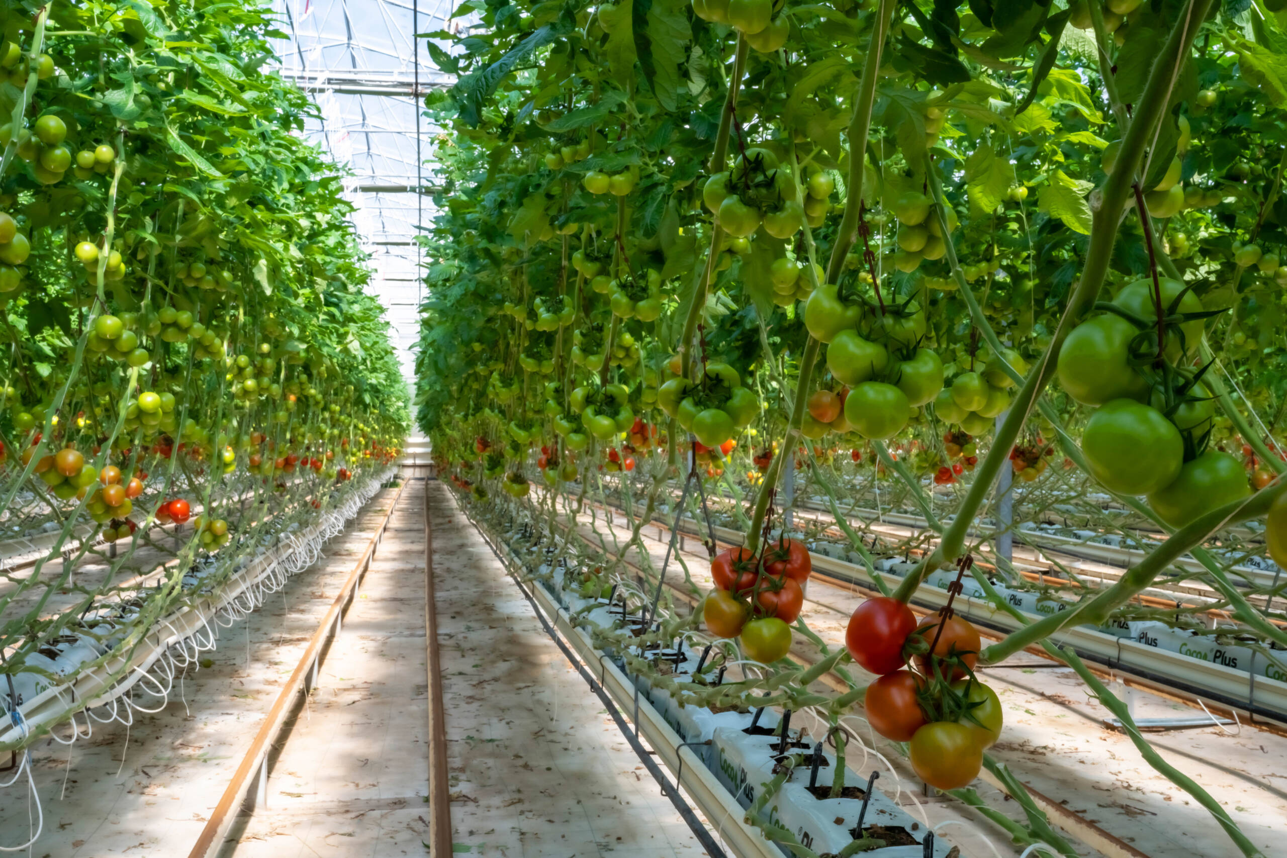 Alsera, Topraksız Tarımla Yüzde 72 Su Tasarrufu Sağladı - Agro World ...