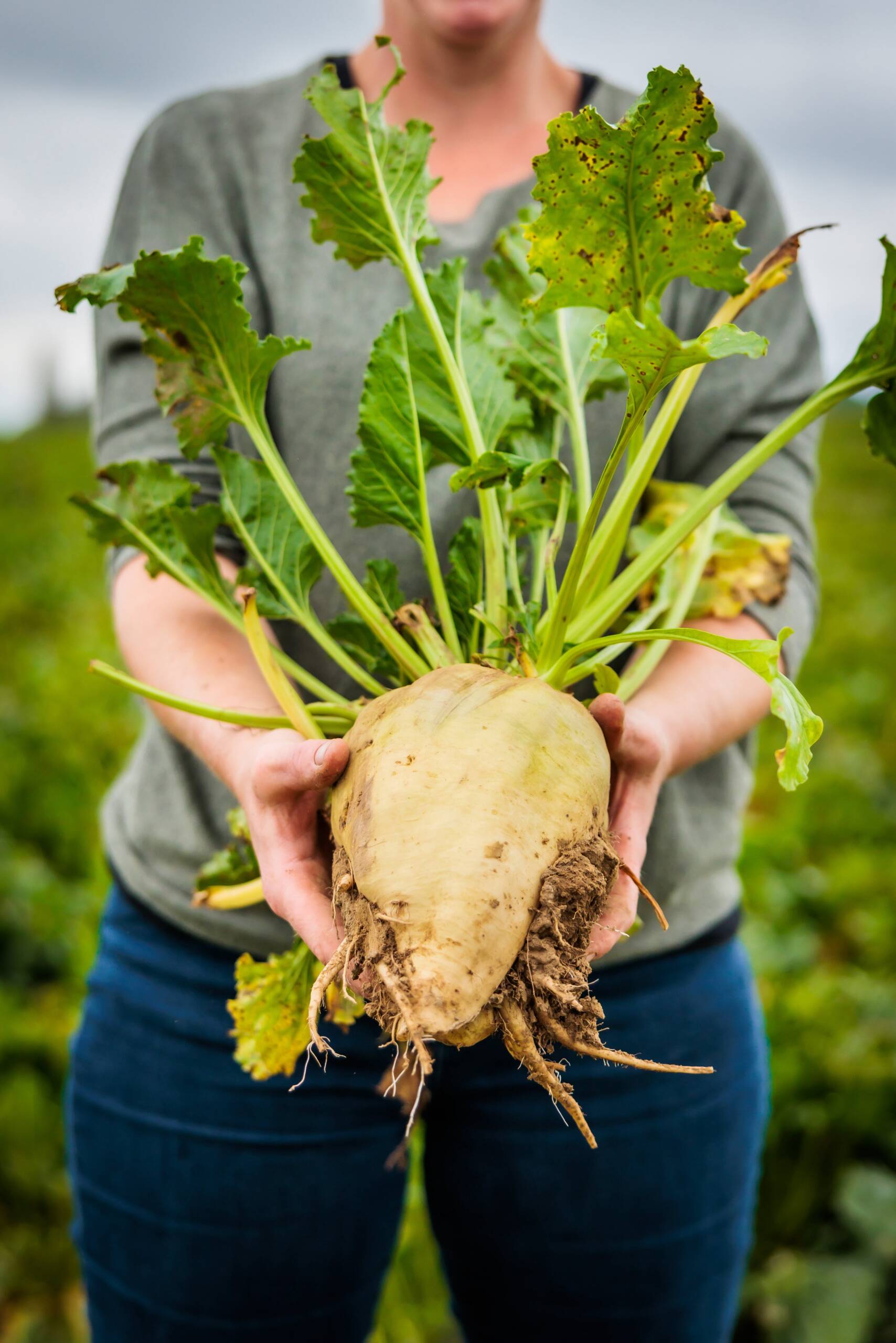 2_Belgian sugar beet - One of three crops cultivated in the projectLow - Agro World Tarım ...