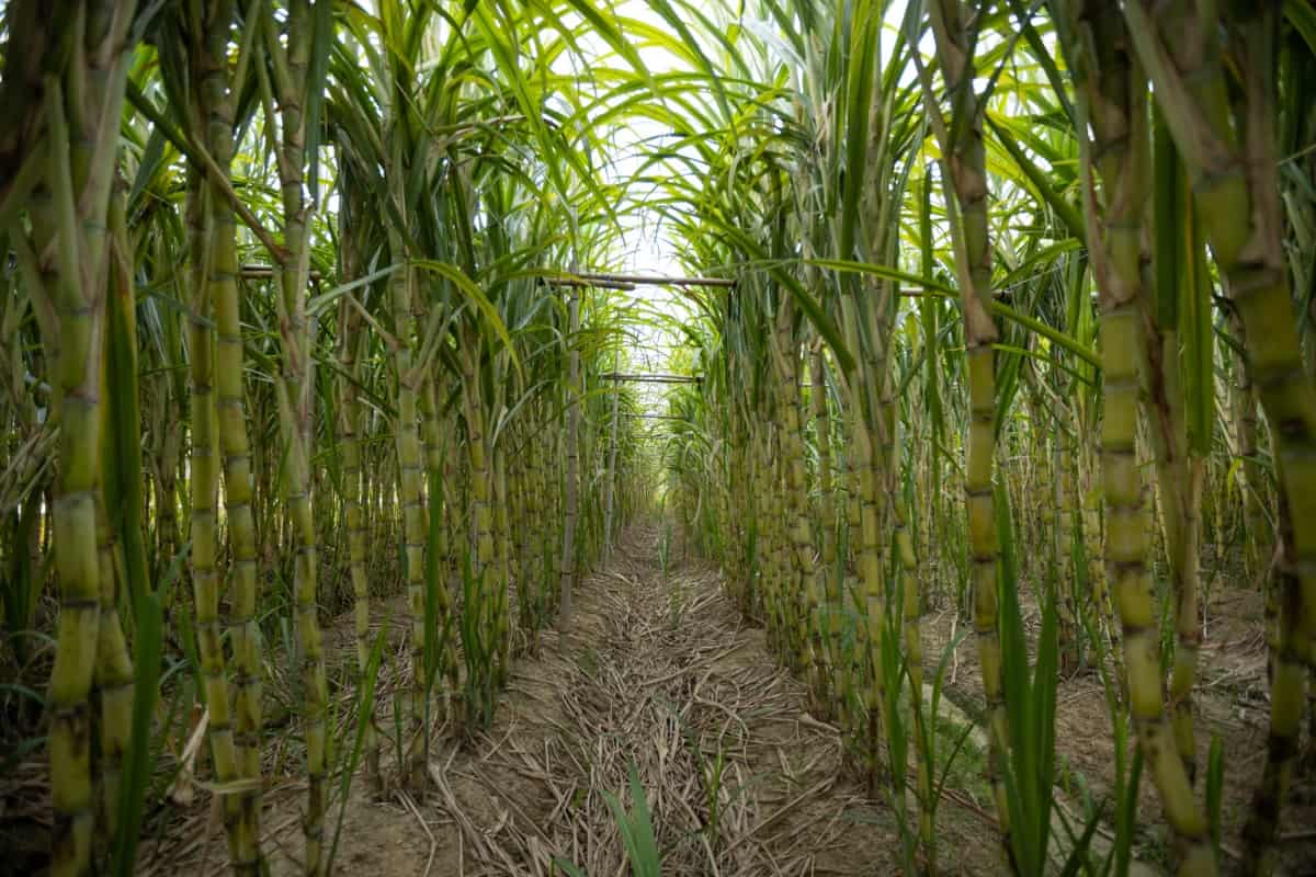 Syngenta launching FRONDEO® to control sugarcane borer before harvest ...