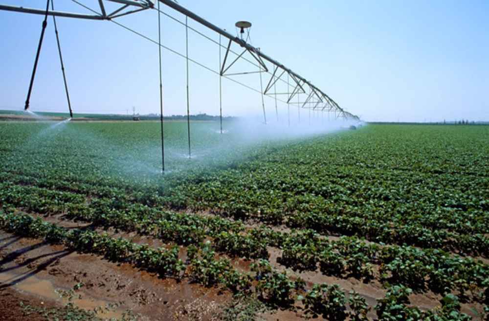 Ag-tech company Phytech launches AI-based "irrigation advisor" - Agro ...